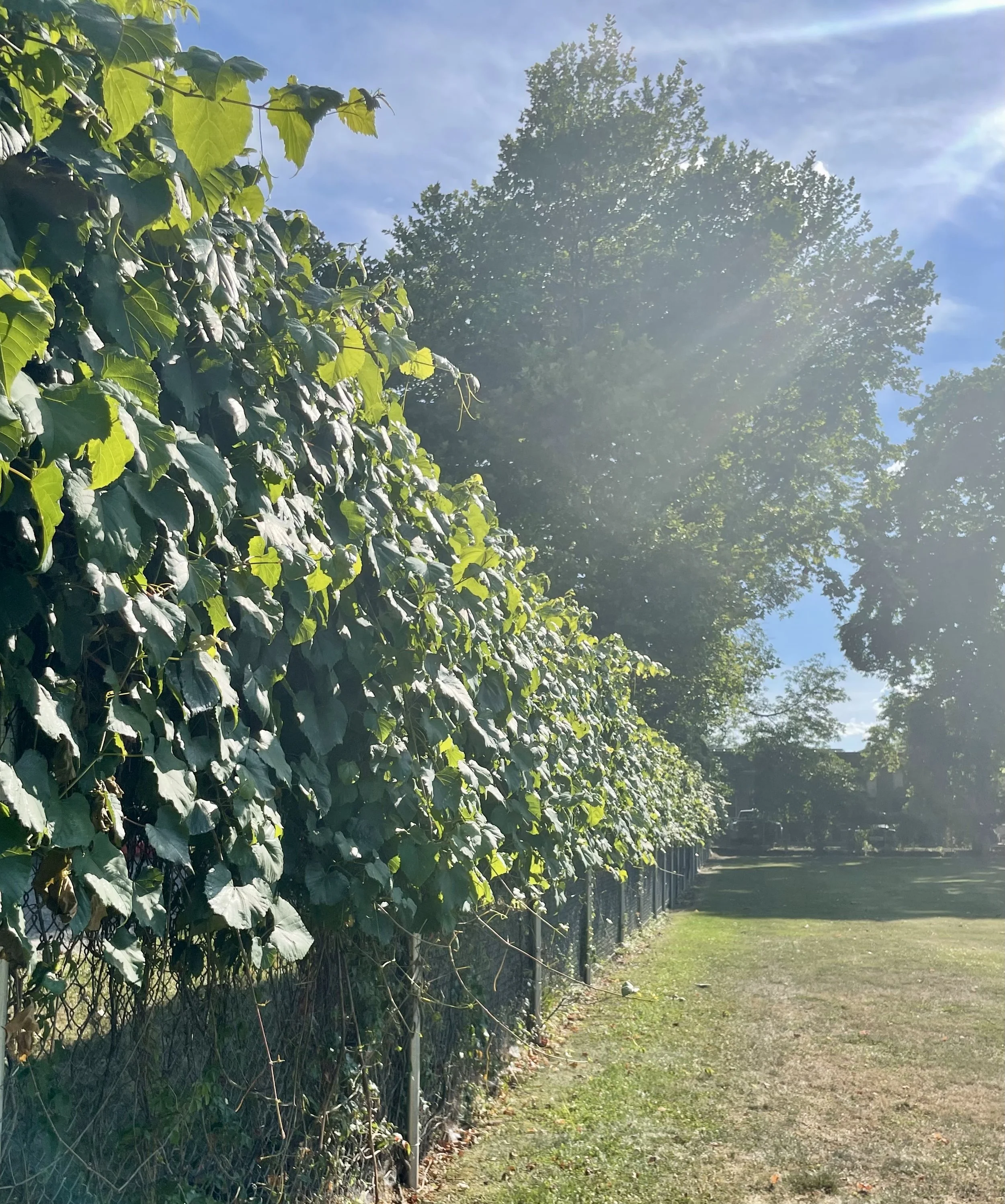 Parks and Fields — Middlesex Borough