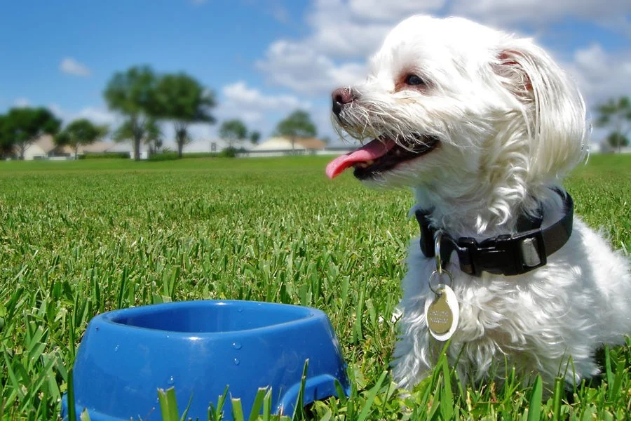 Arf! Dog Park Grand Opening Tuesday 11/29 at 4pm — Middlesex Borough