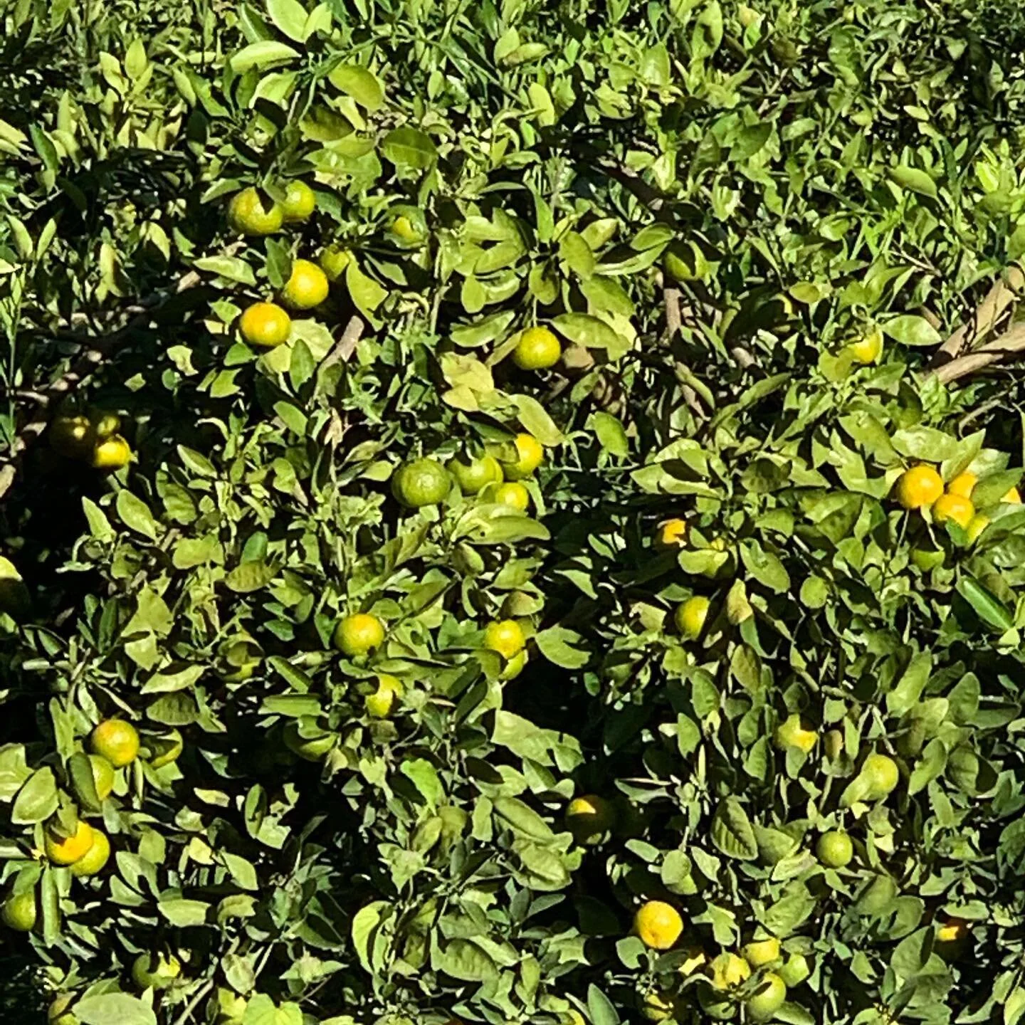 Florida Georgia Citrus