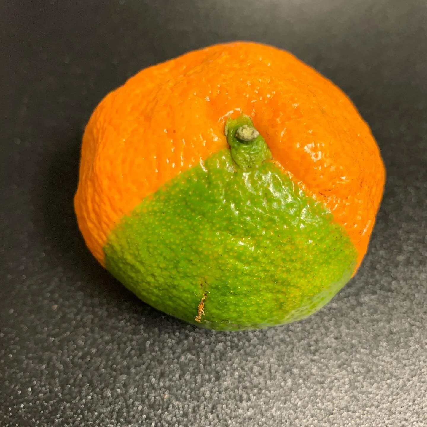Florida Georgia Citrus
