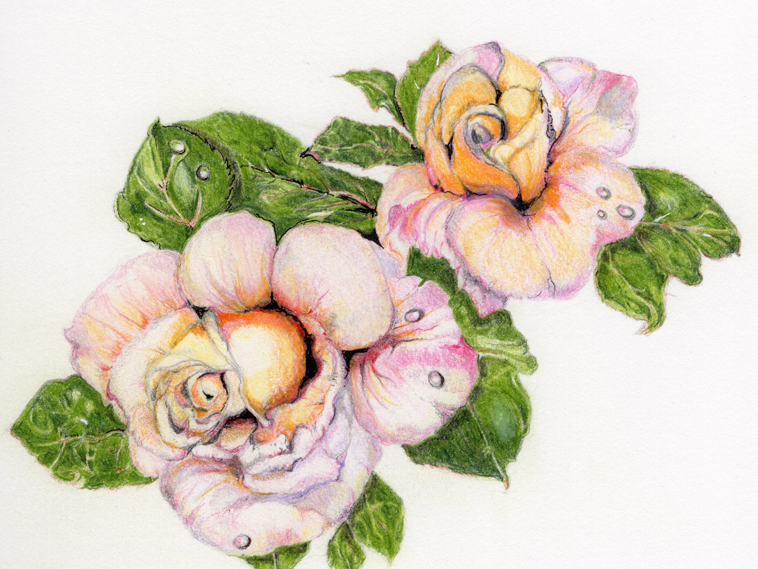 Morgan Roses — Ginny Yount