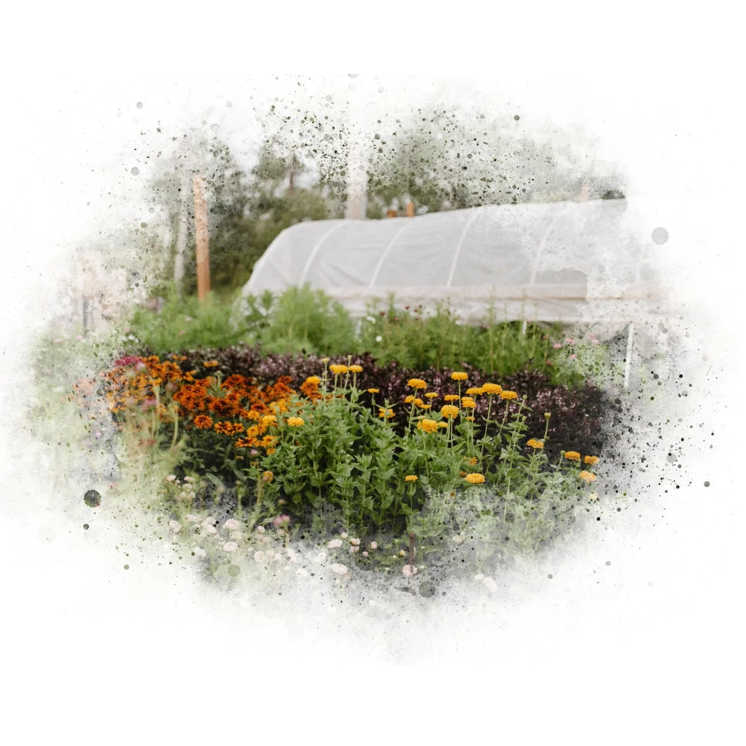 Masagana Flower Farm & Studio