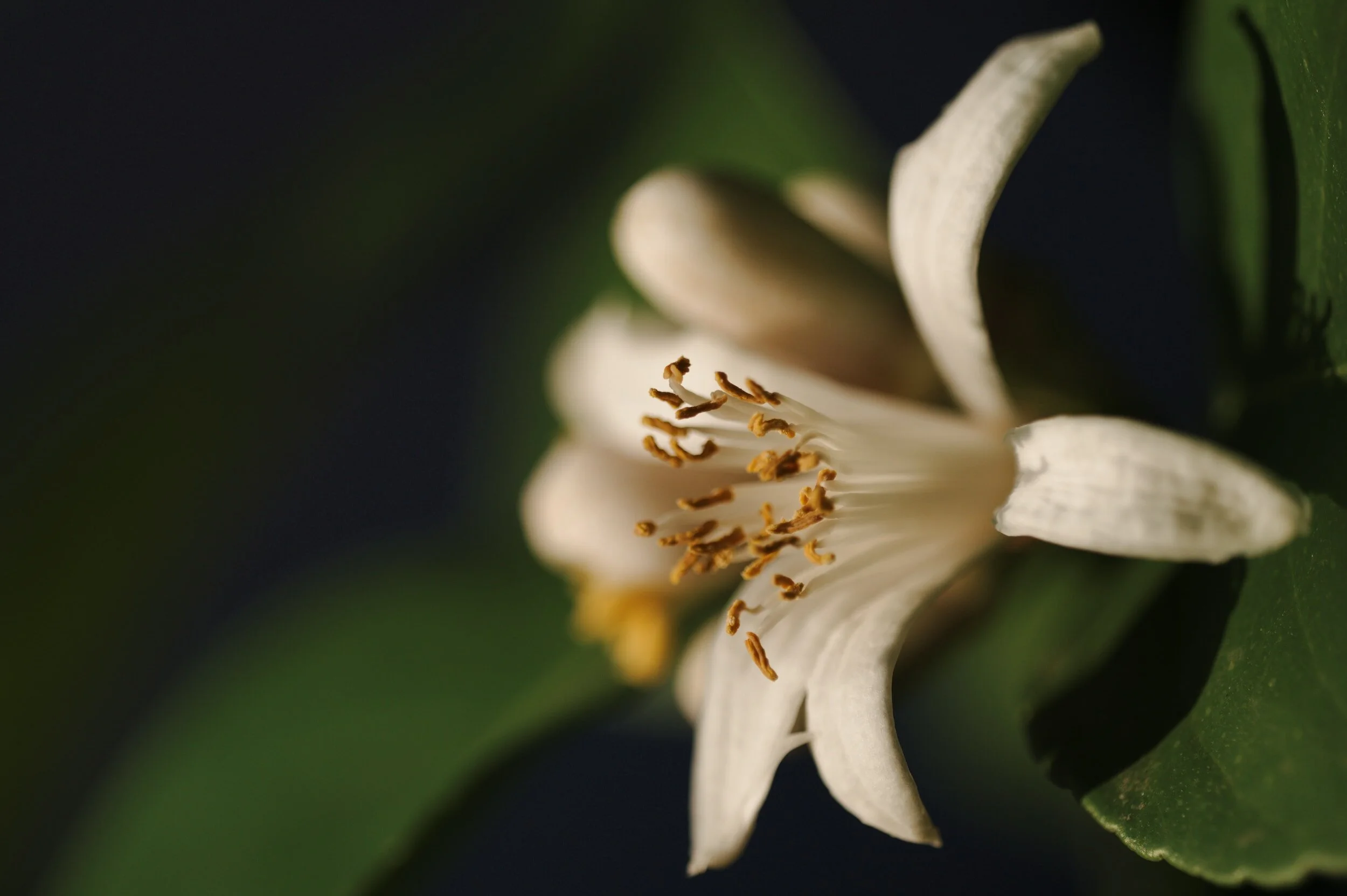 The Radiant Power of Lemon Flower Essence: A Healing Elixir — Ariel Rose