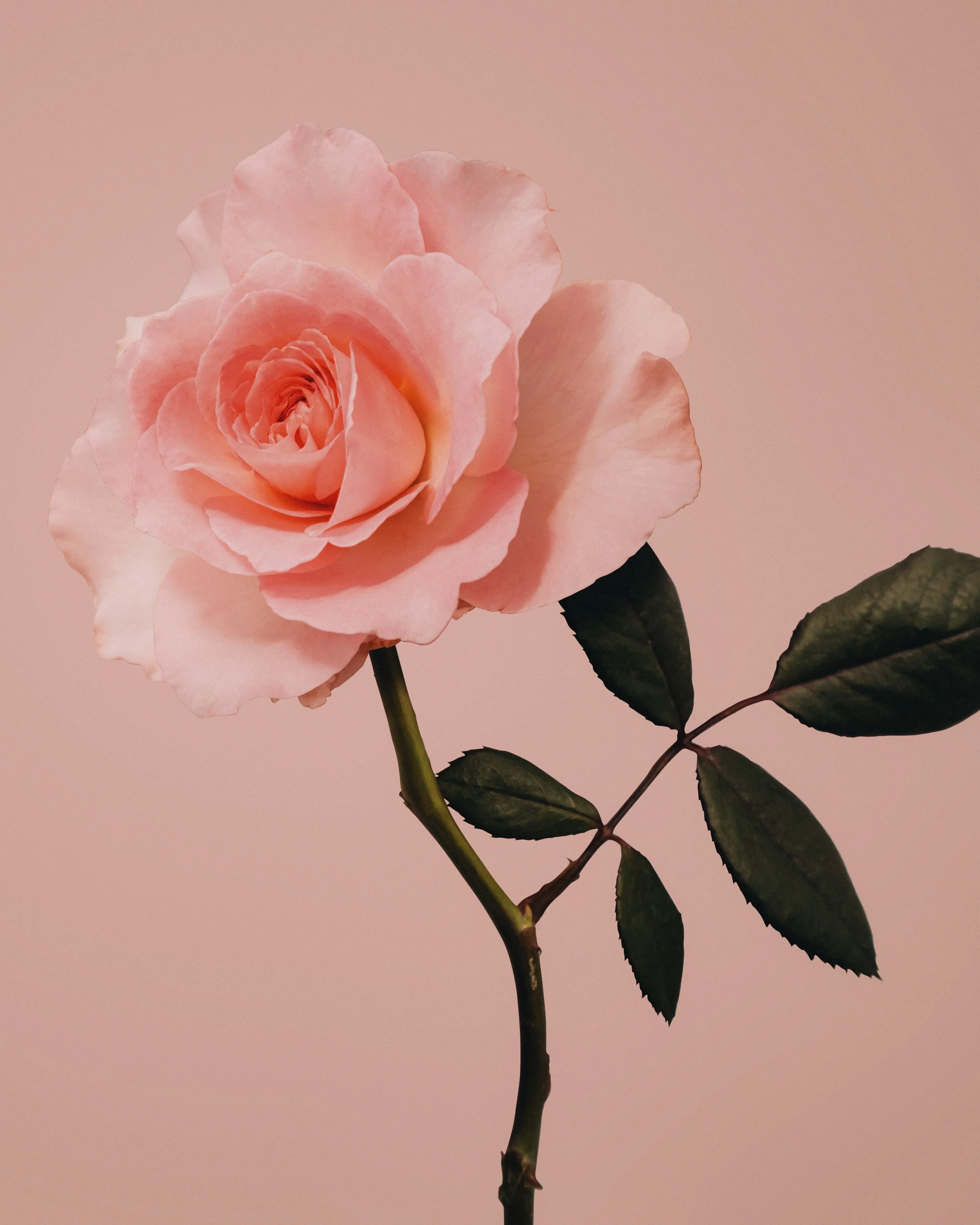 Ariel Rose - Flower essence and energy infused skincare