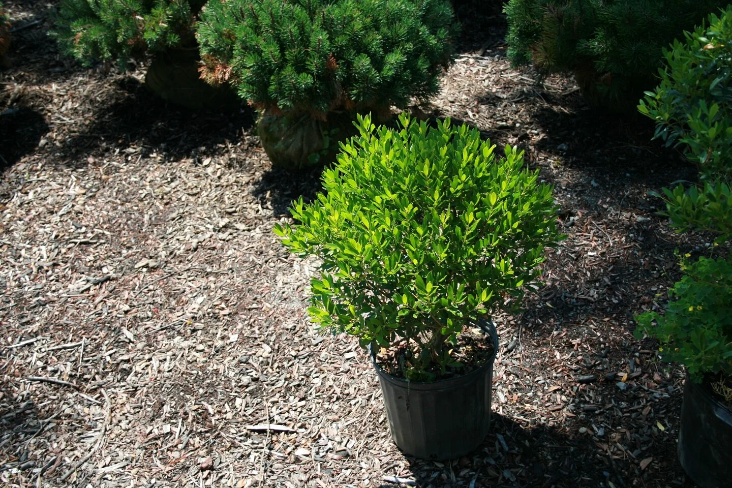 Plantings Sudbury, Shrewsbury, Westborough, Northborough, Southborough ...