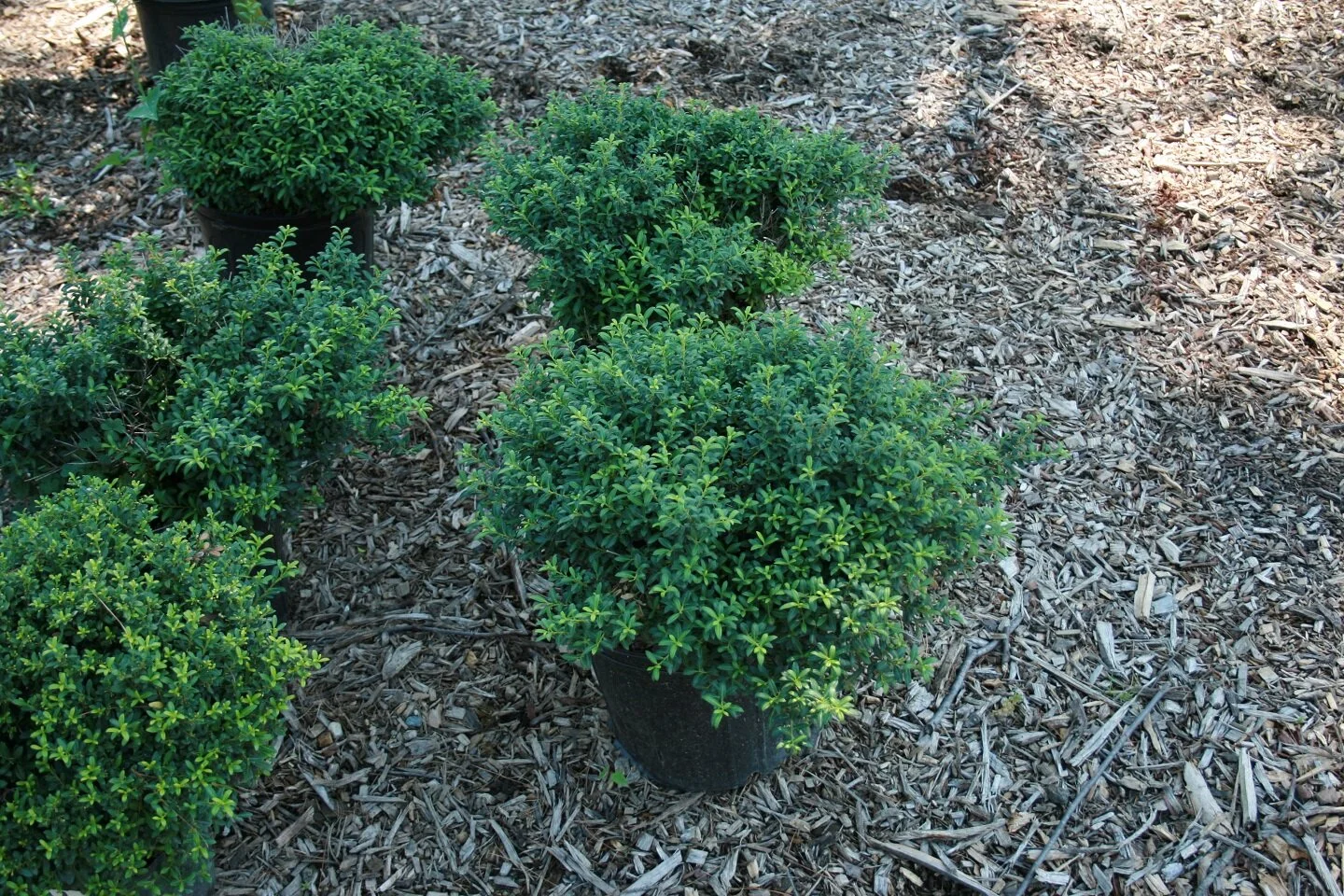 Plantings Sudbury, Shrewsbury, Westborough, Northborough, Southborough ...