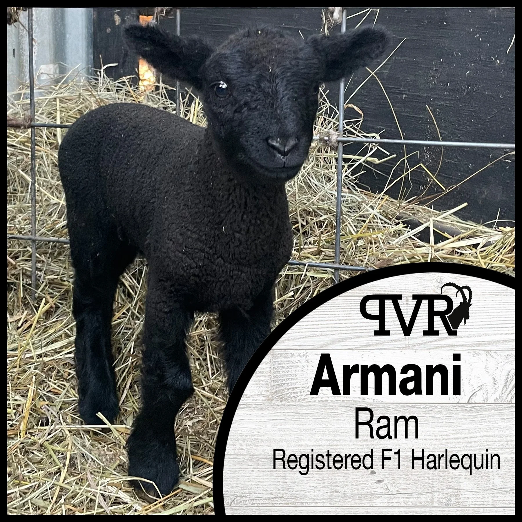 Babydoll Lambs For Sale Harlequin Lambs For Sale — Porter Valley Ranch