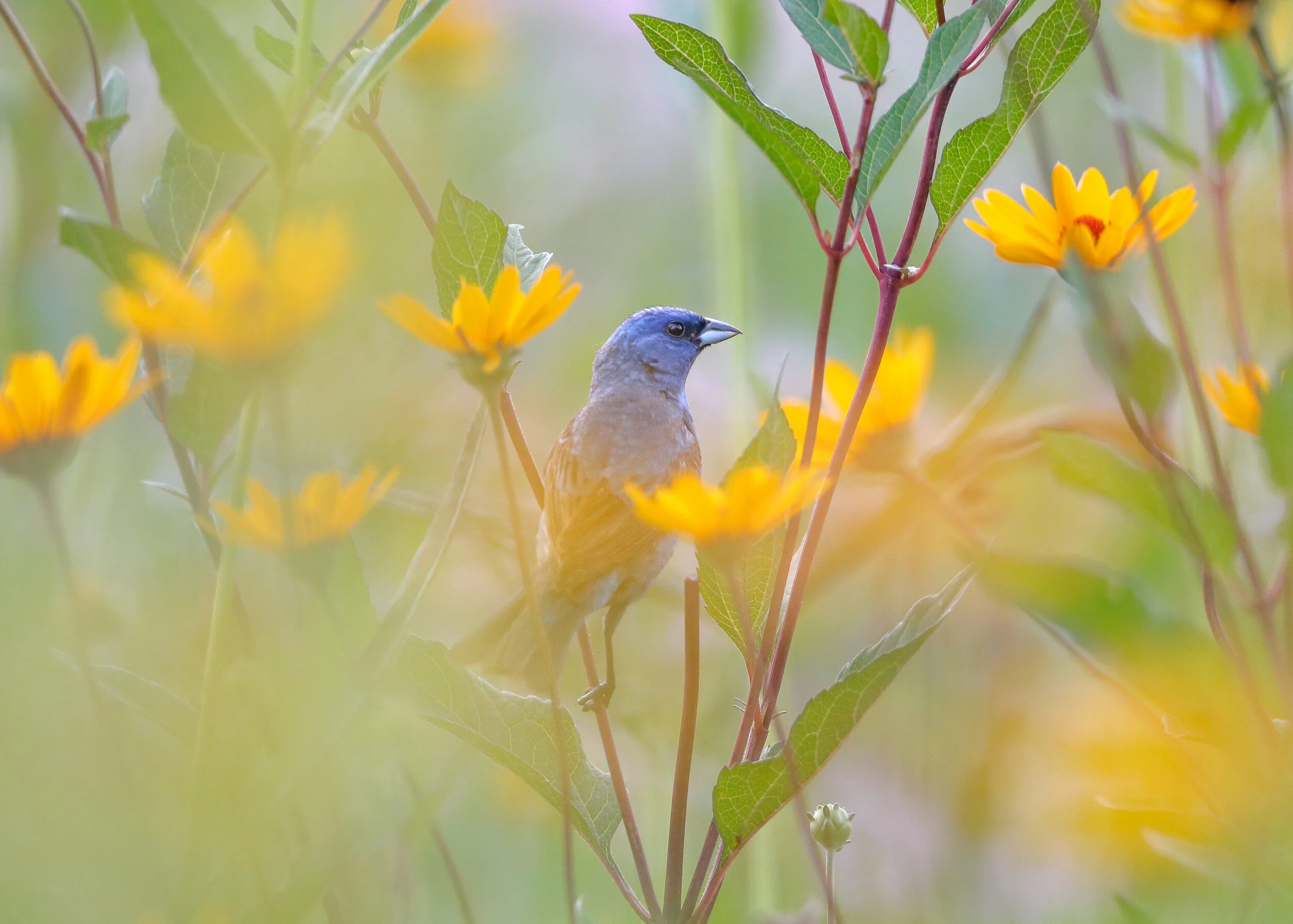 Native Plants | White Pelican Farm