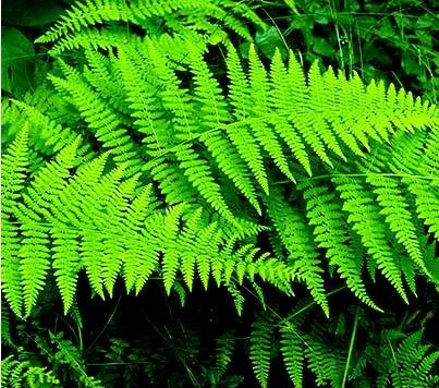 Shield Fern — White Pelican Farm Native Plant Nursery