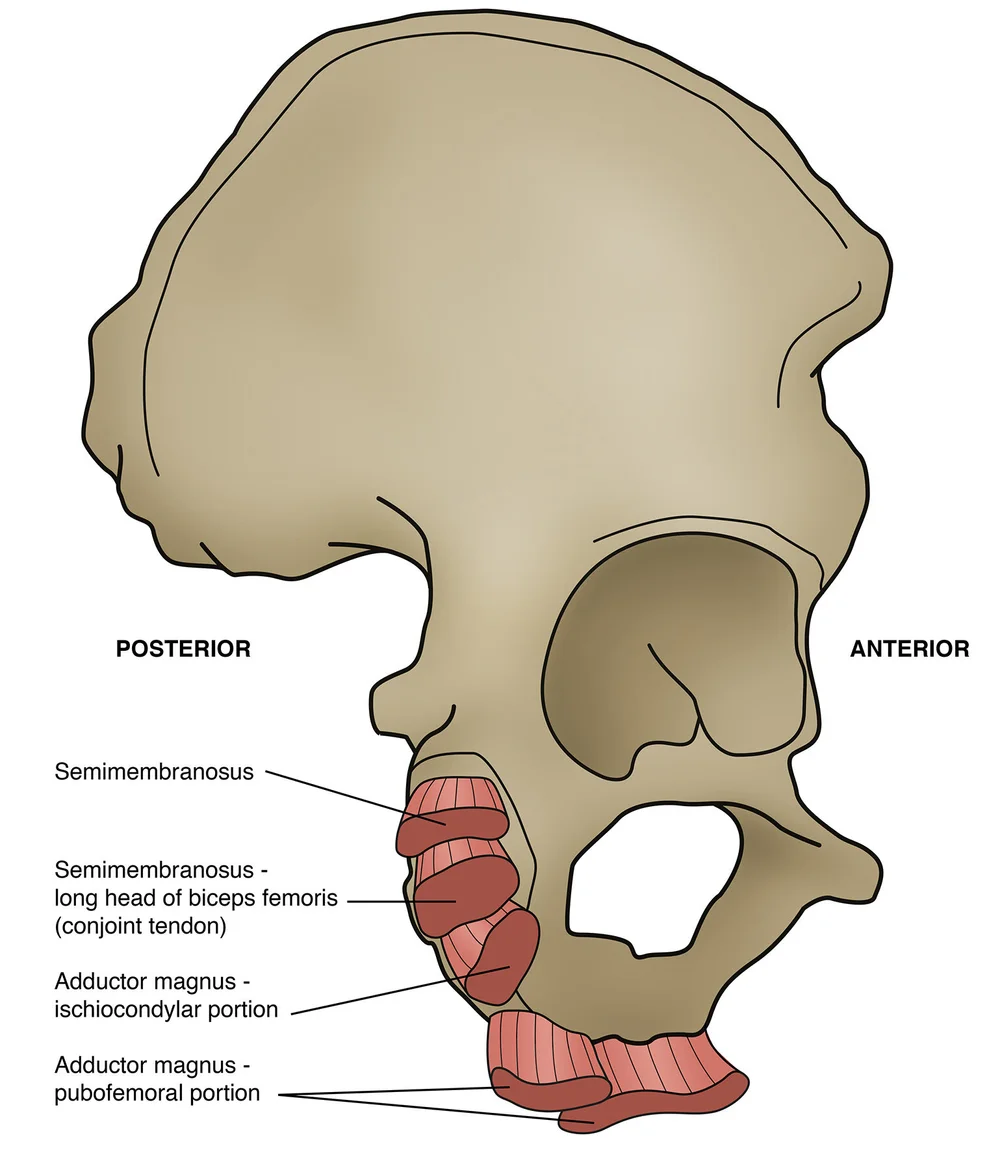 Let’s learn more about the hip adductor muscles! — Plus Forte Physical ...