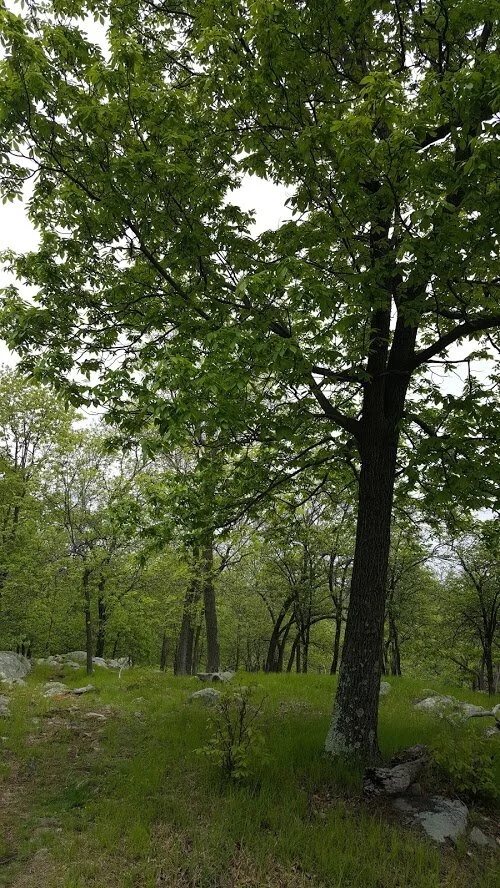 Ramapo Valley County Reservation — Highlight Hiker