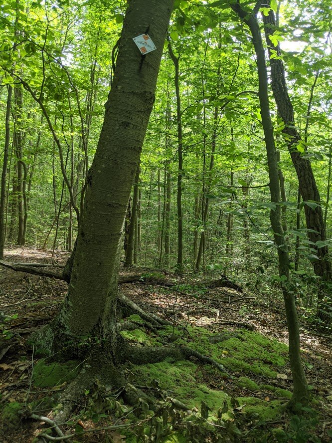 Fuller Mountain Preserve — Highlight Hiker