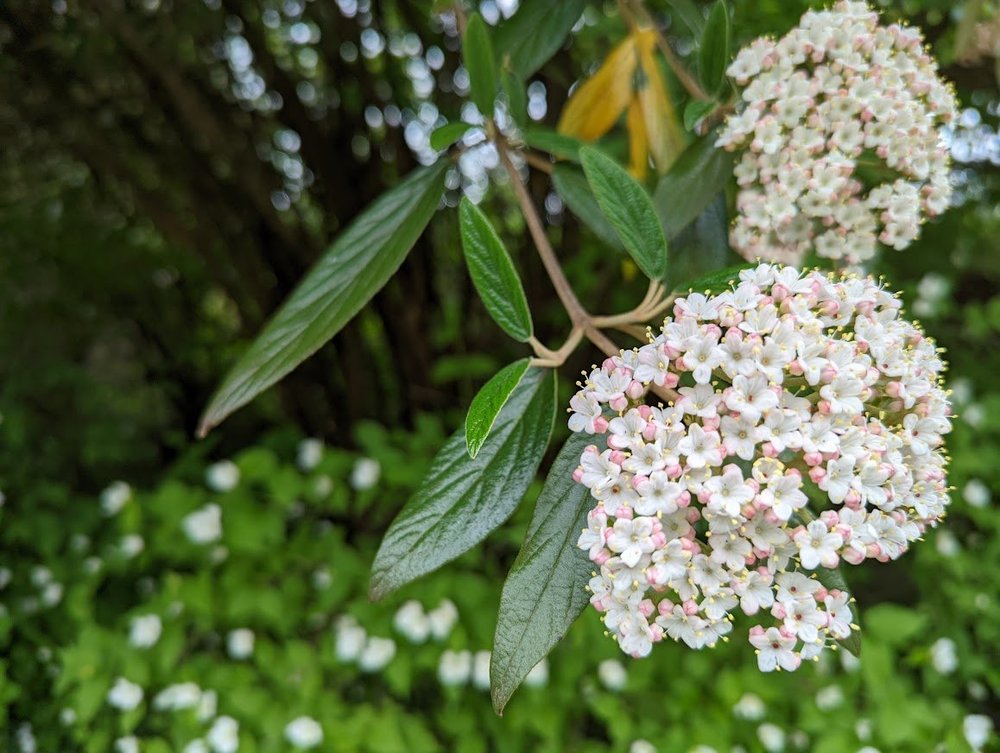 May 11, 2022 - Ringwood State Park, Five Ponds Connector — Highlight Hiker