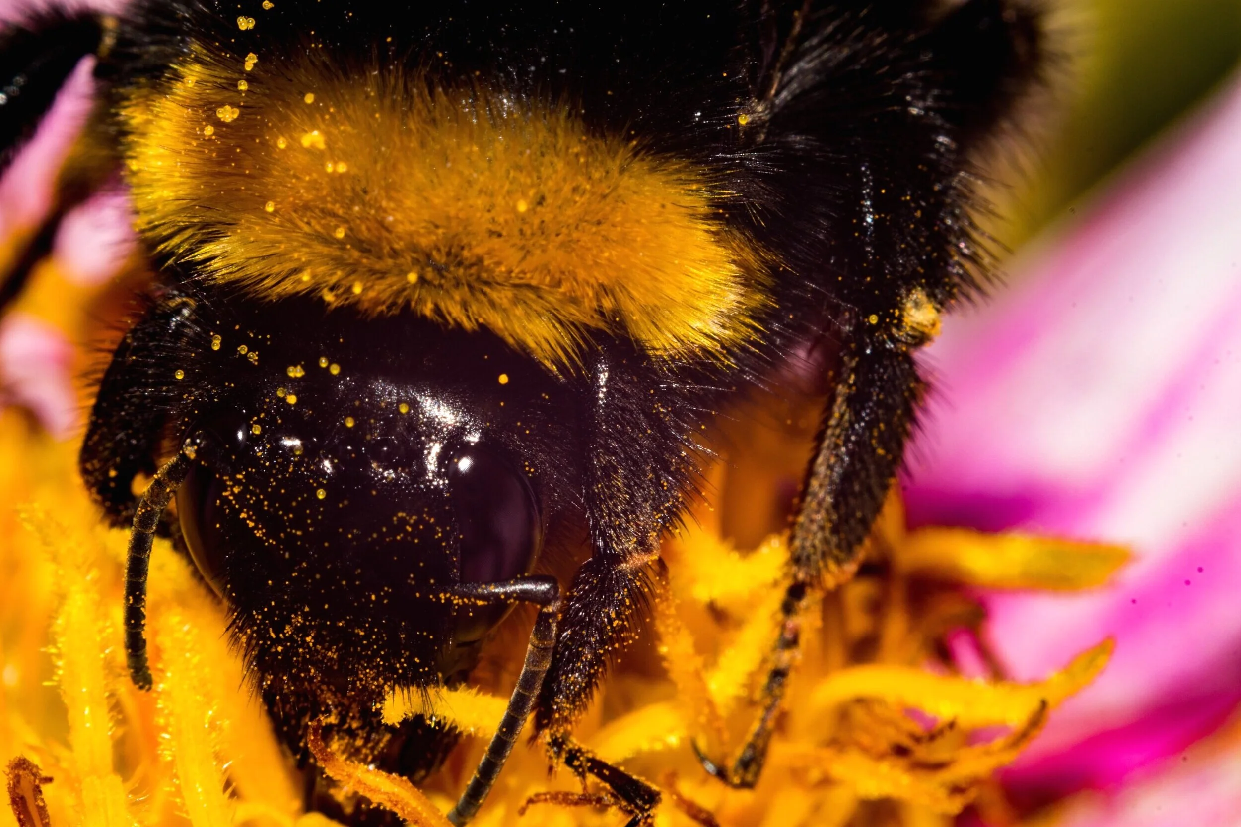 Bumblebees — The Honey Bee Society