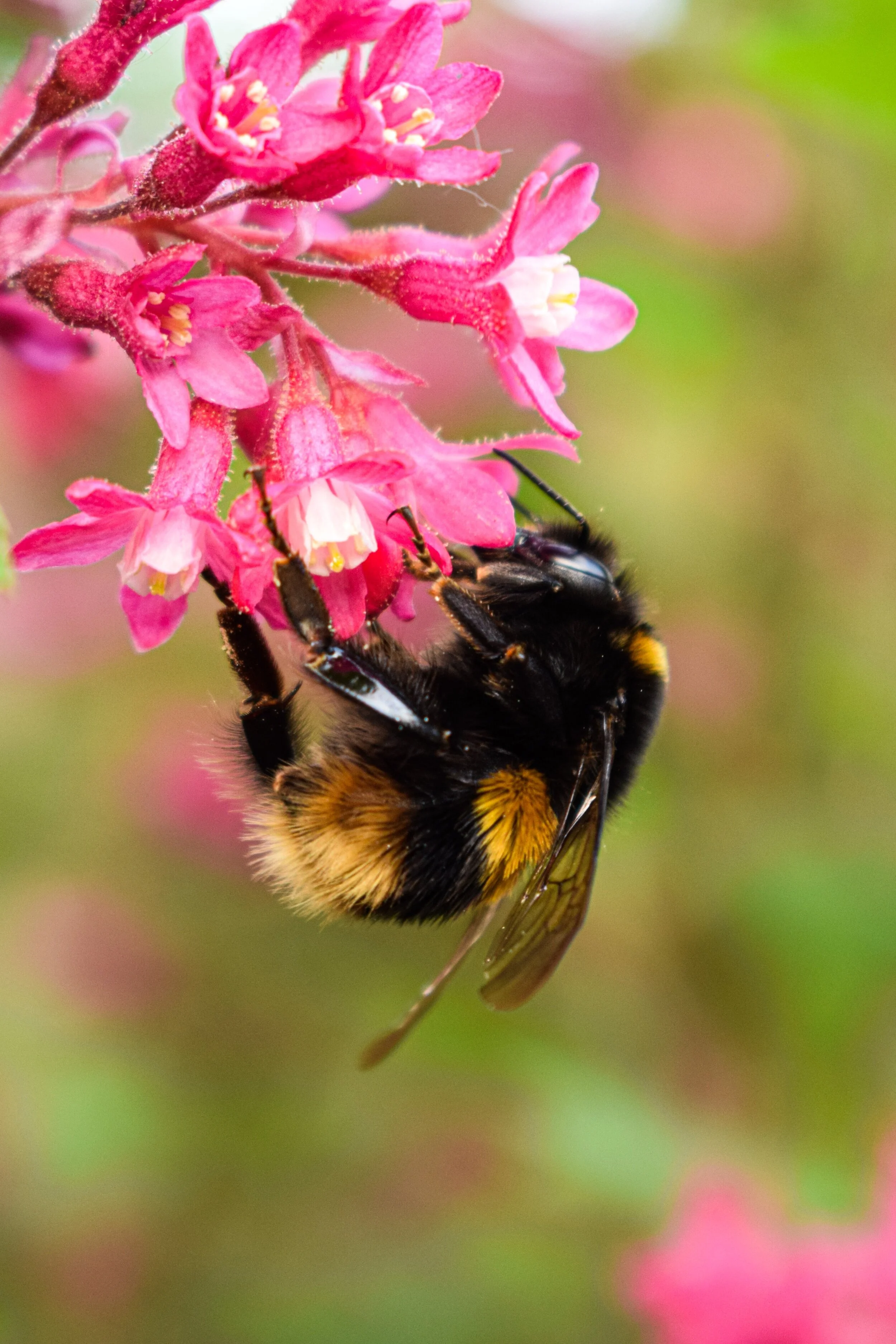 Bumblebees — The Honey Bee Society