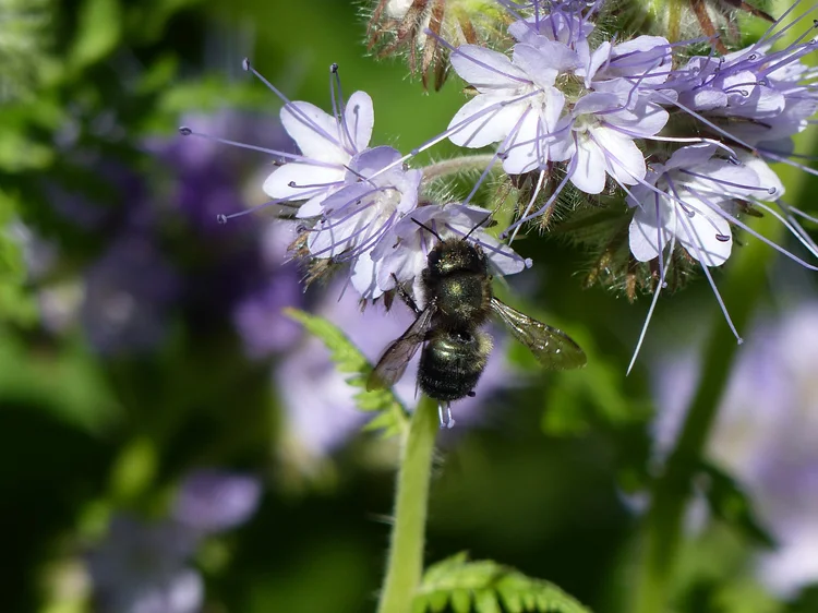 Blue-Orchard Mason Bees — The Honey Bee Society