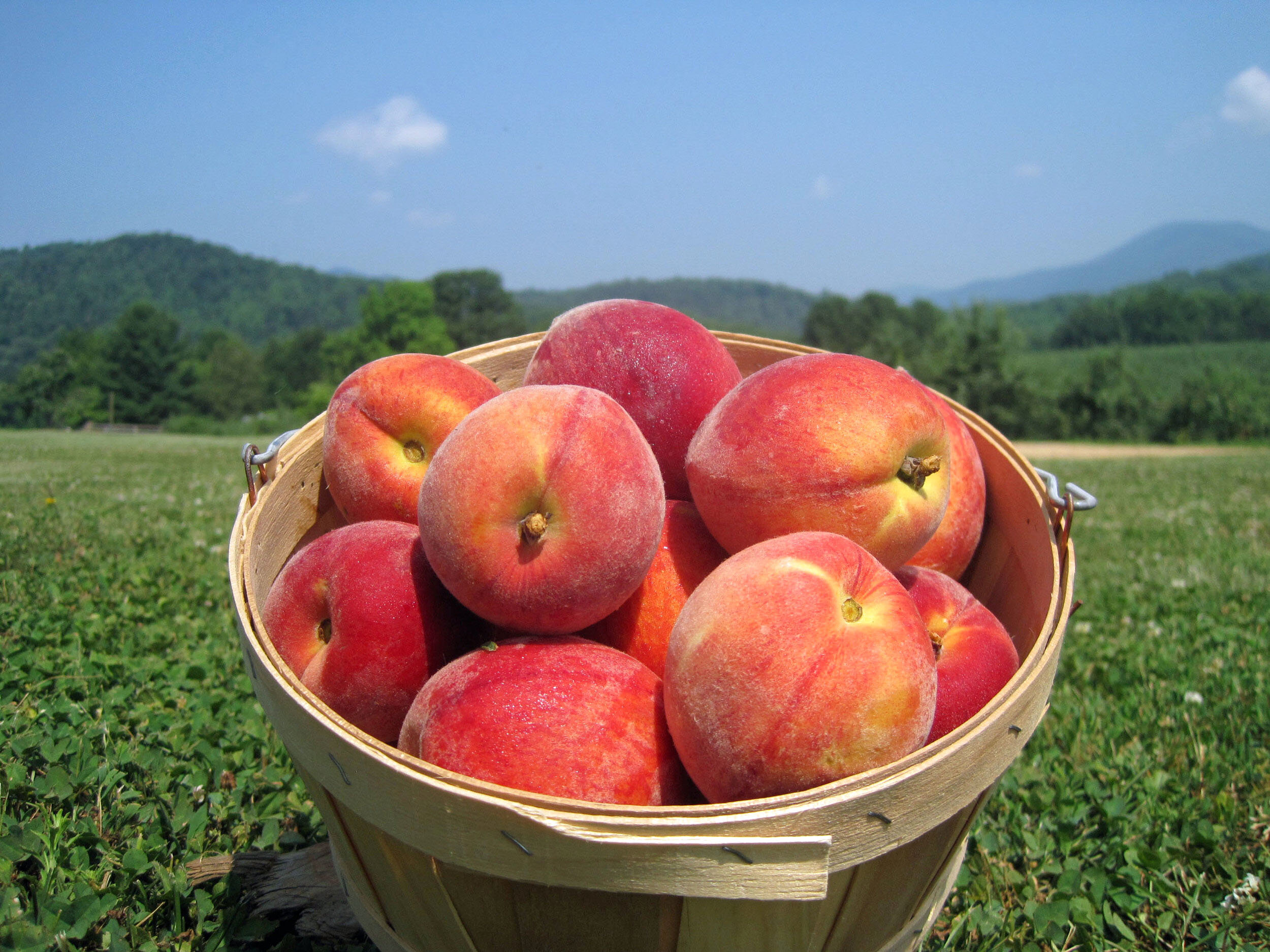 Seasonal Fruit — Saunders Brothers Farm Market
