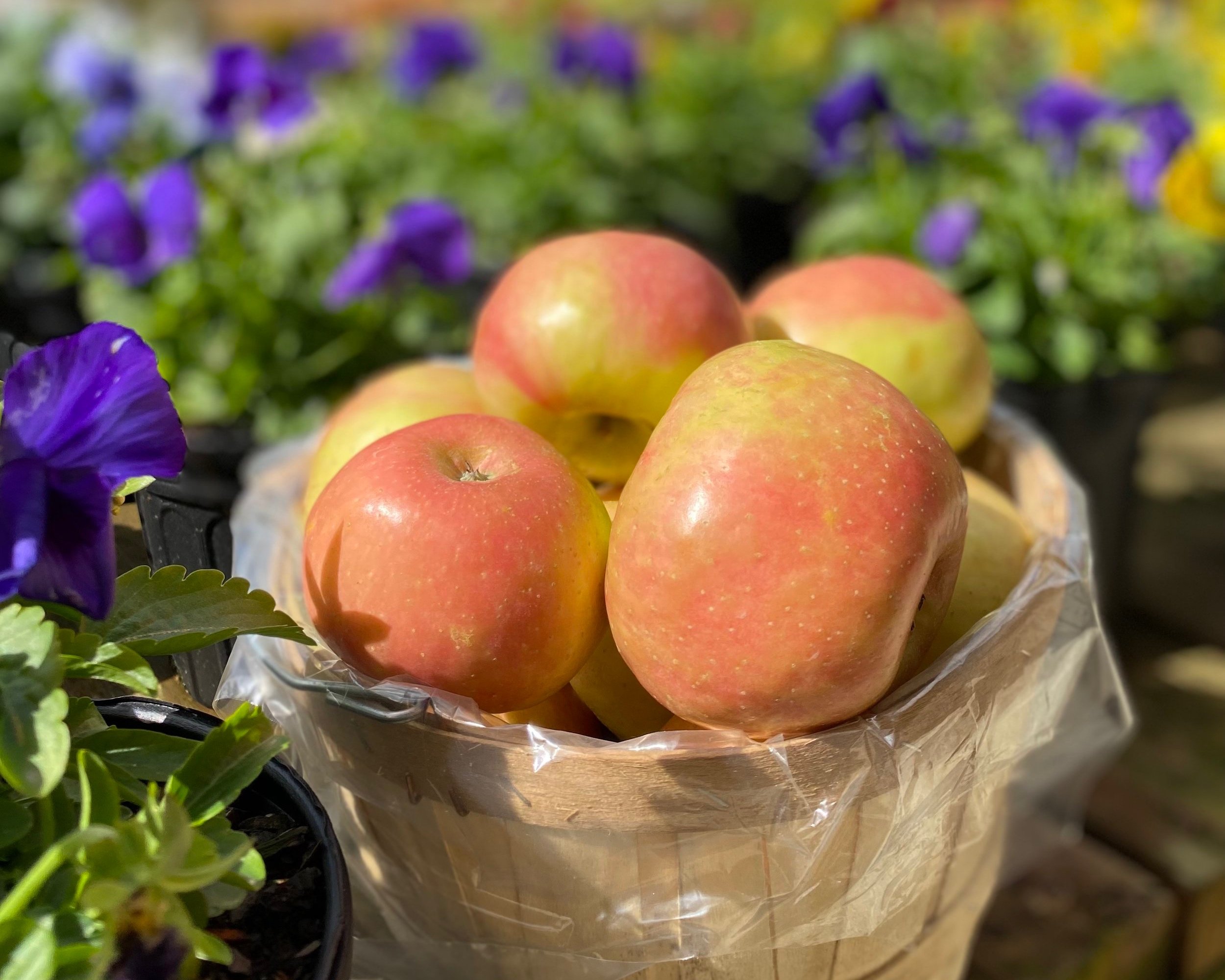 Saunders Brothers Farm Market