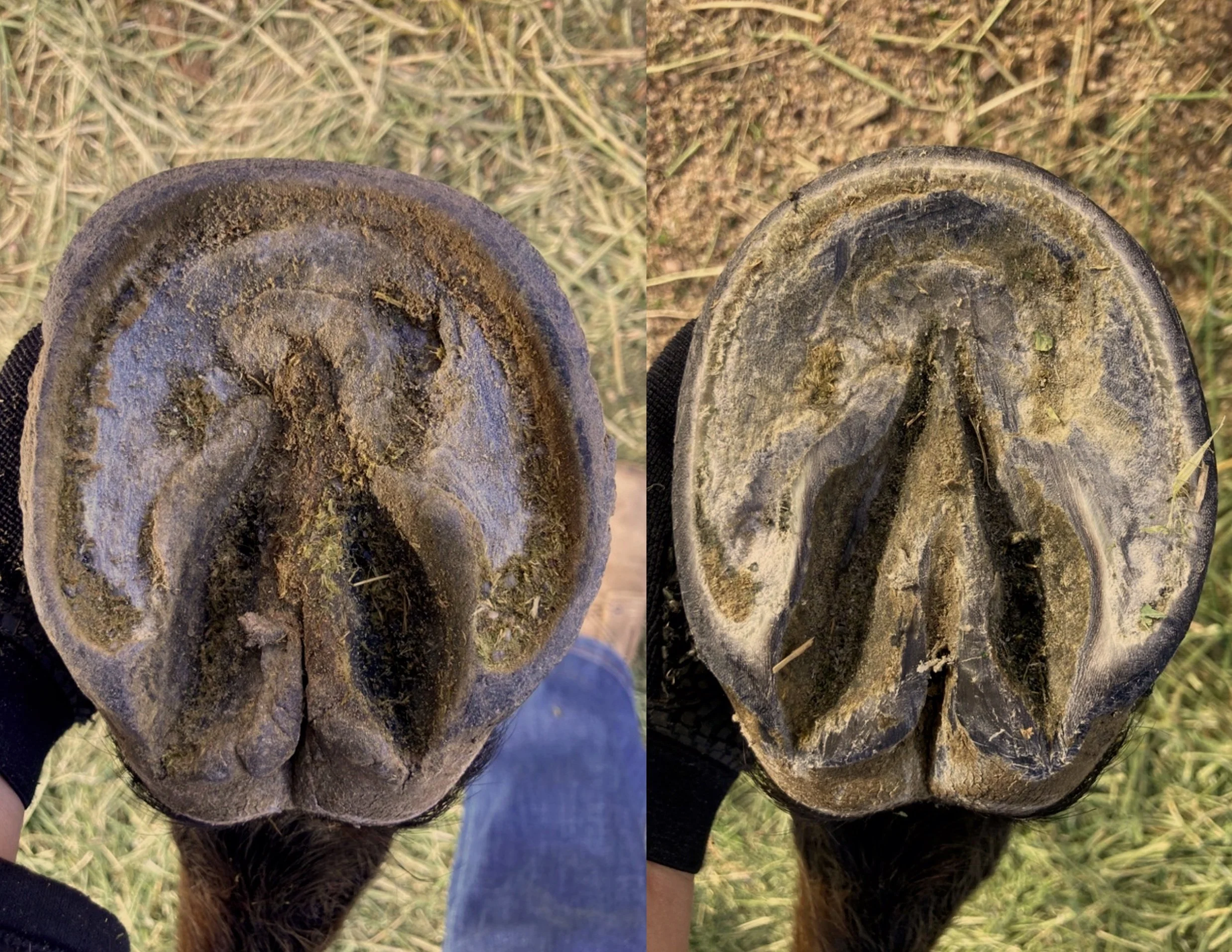 Hoof Care Terms + Pricing — Clicker Cowgirl