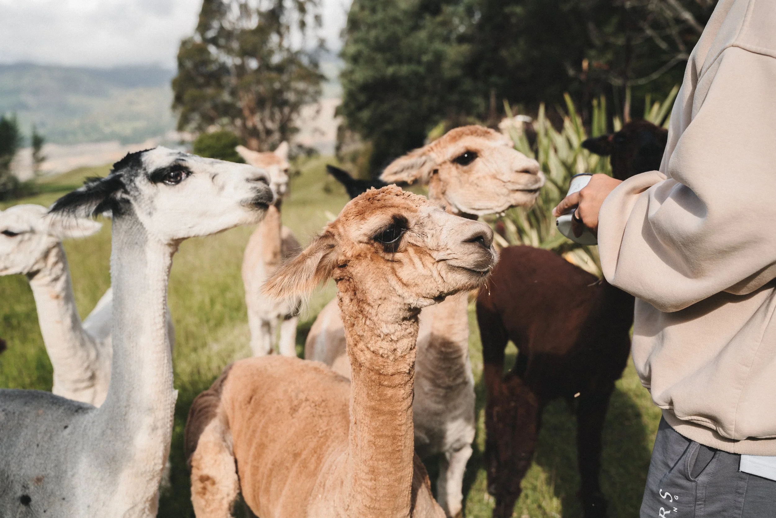 Alpaca Experience — Alpacas Off Grid