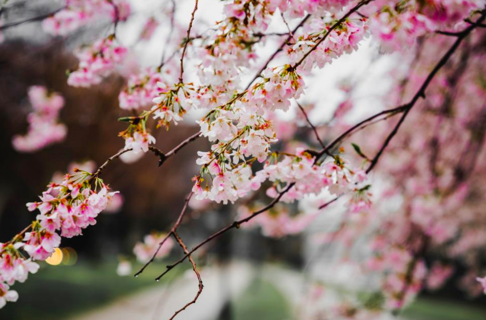The Pink Project