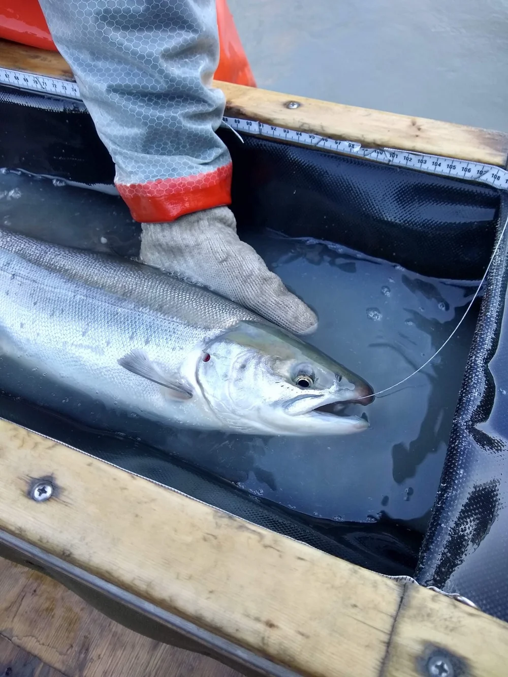 How Skinny are Skinny Fish? — Copper River Record
