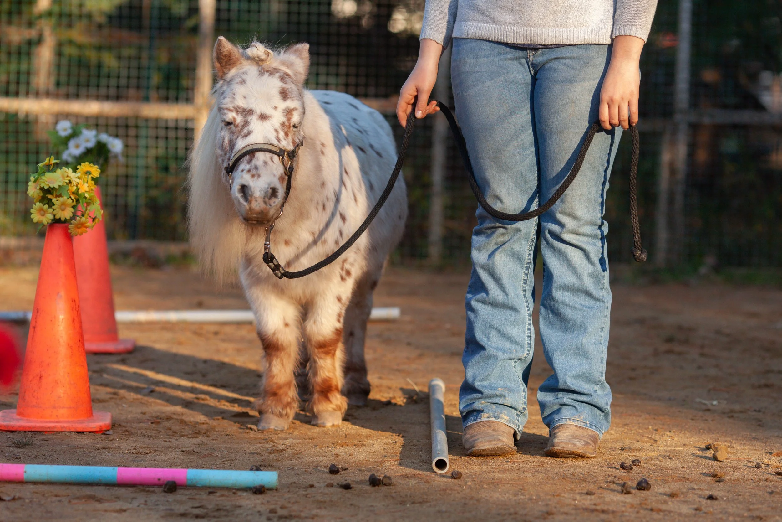 Beloved Miniature Horses
