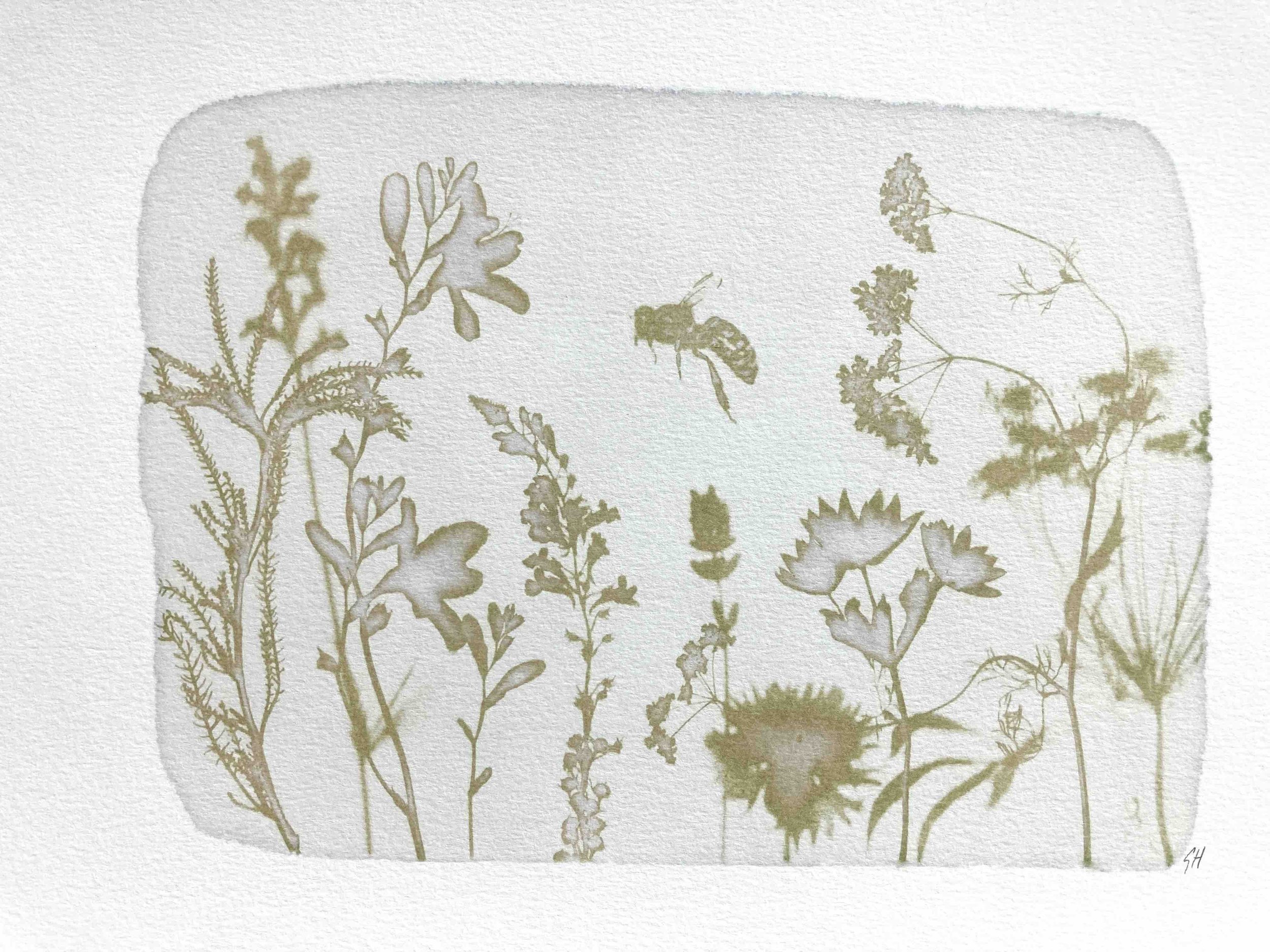 The Buzz of Summer - cyanotype print — Gill Harrison