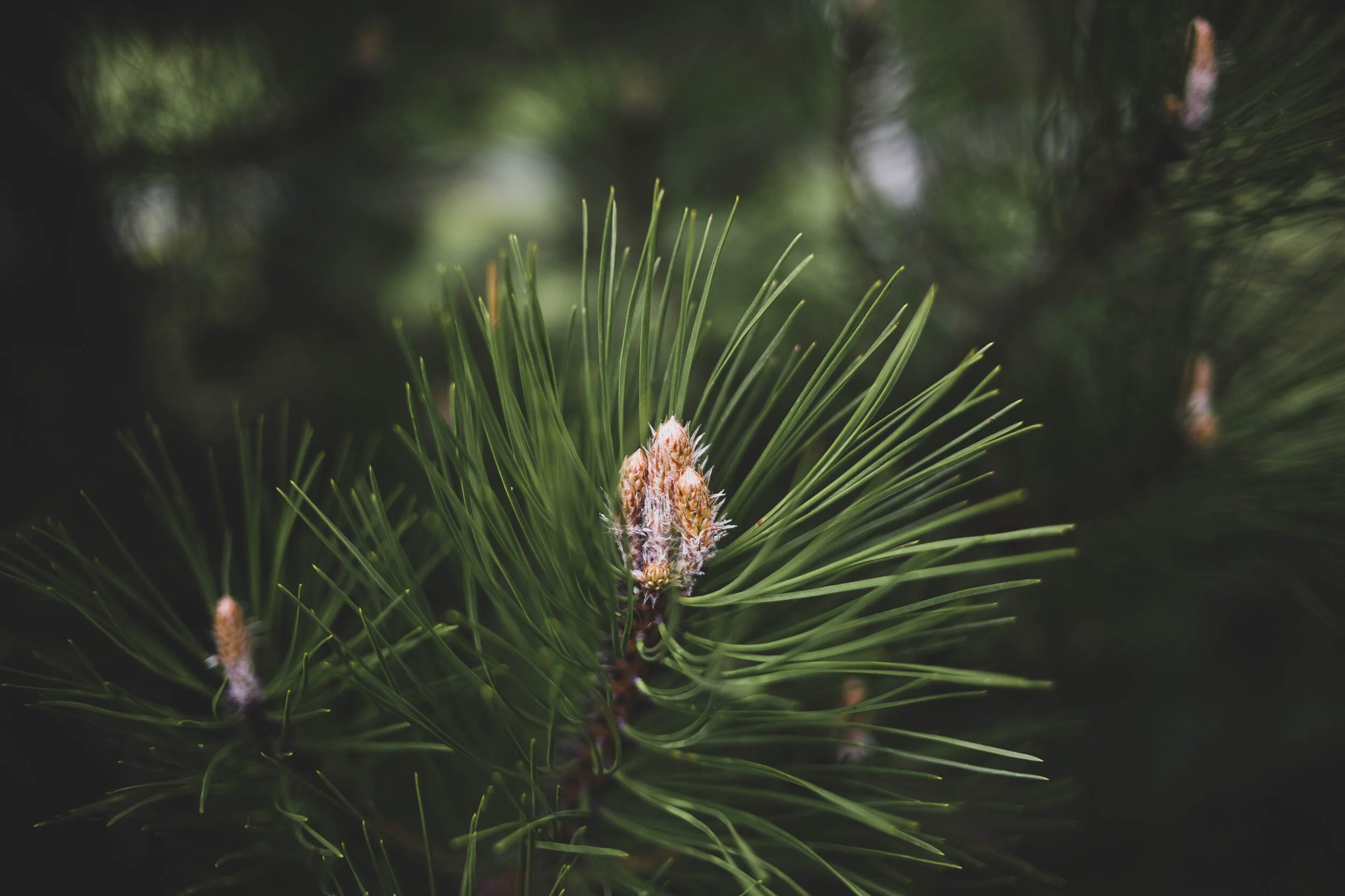 General 1 — Georgia Alabama Land Trust