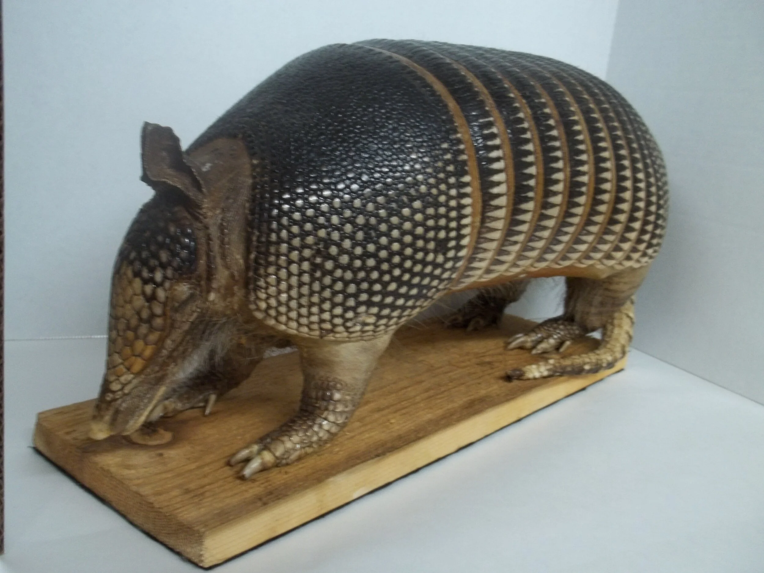 Shop — Texas Rattlesnake Shop