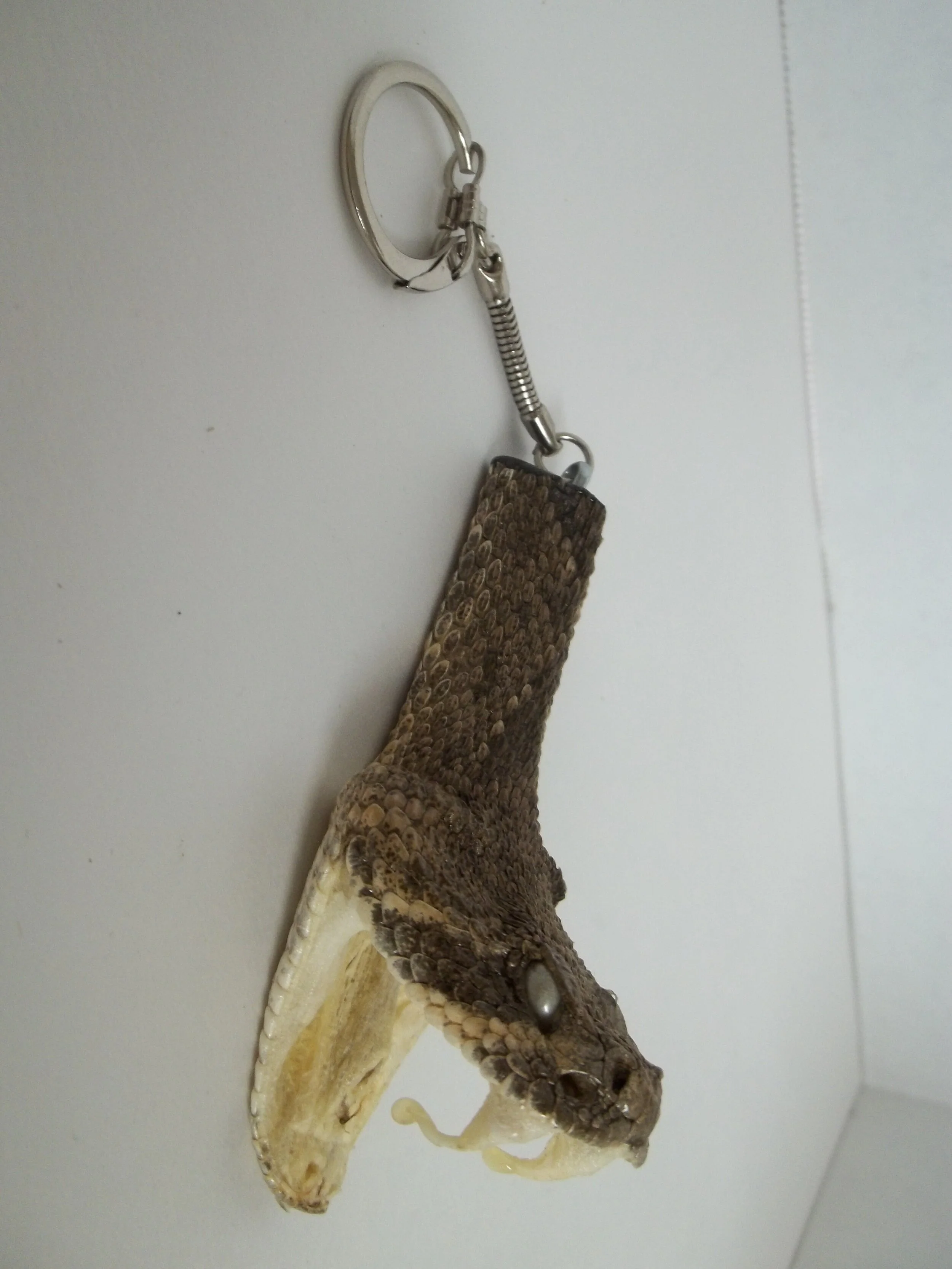 Shop — Texas Rattlesnake Shop