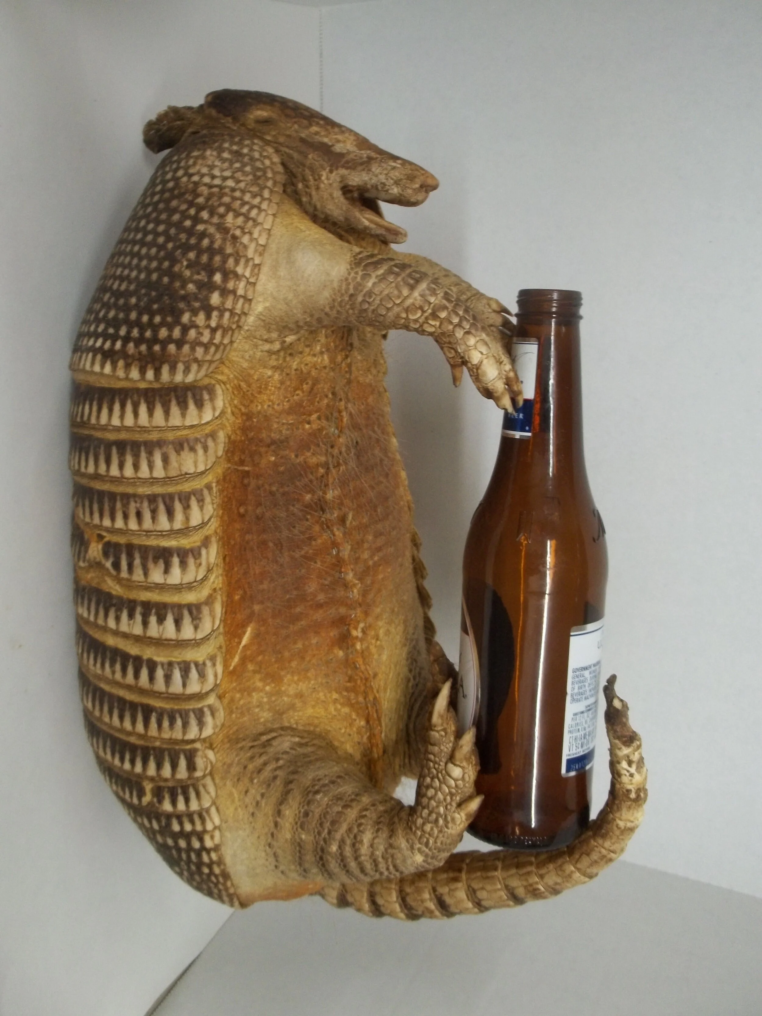 Shop — Texas Rattlesnake Shop