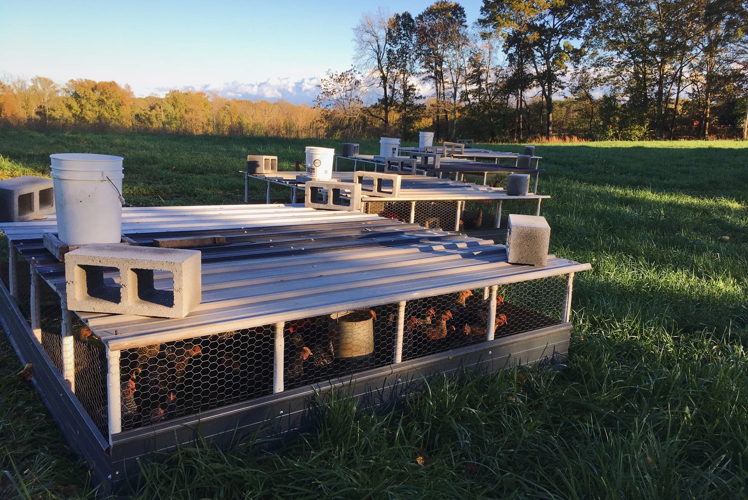 Shop — Rogue Branch Farm