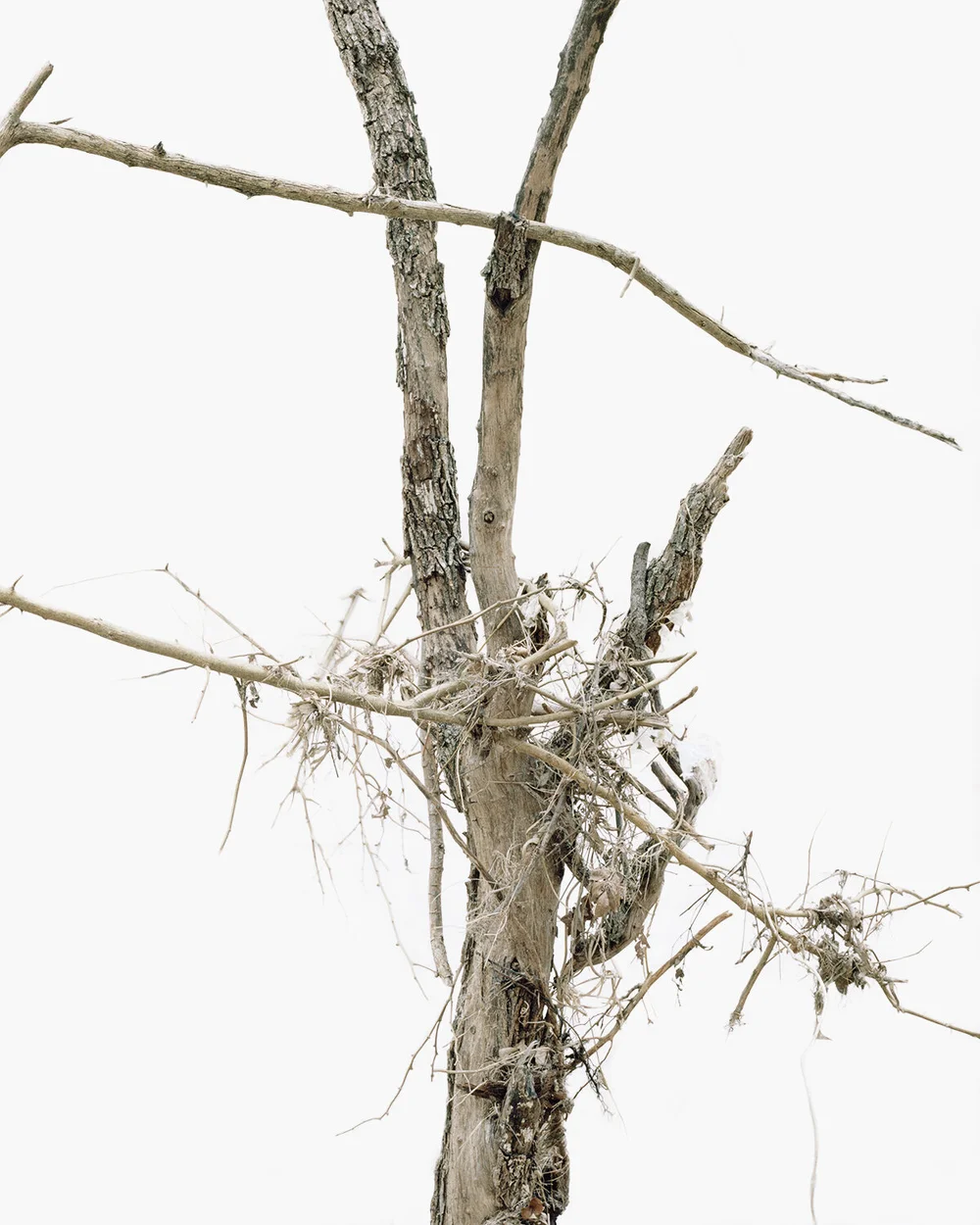 Anna Collette — Gallery Kayafas
