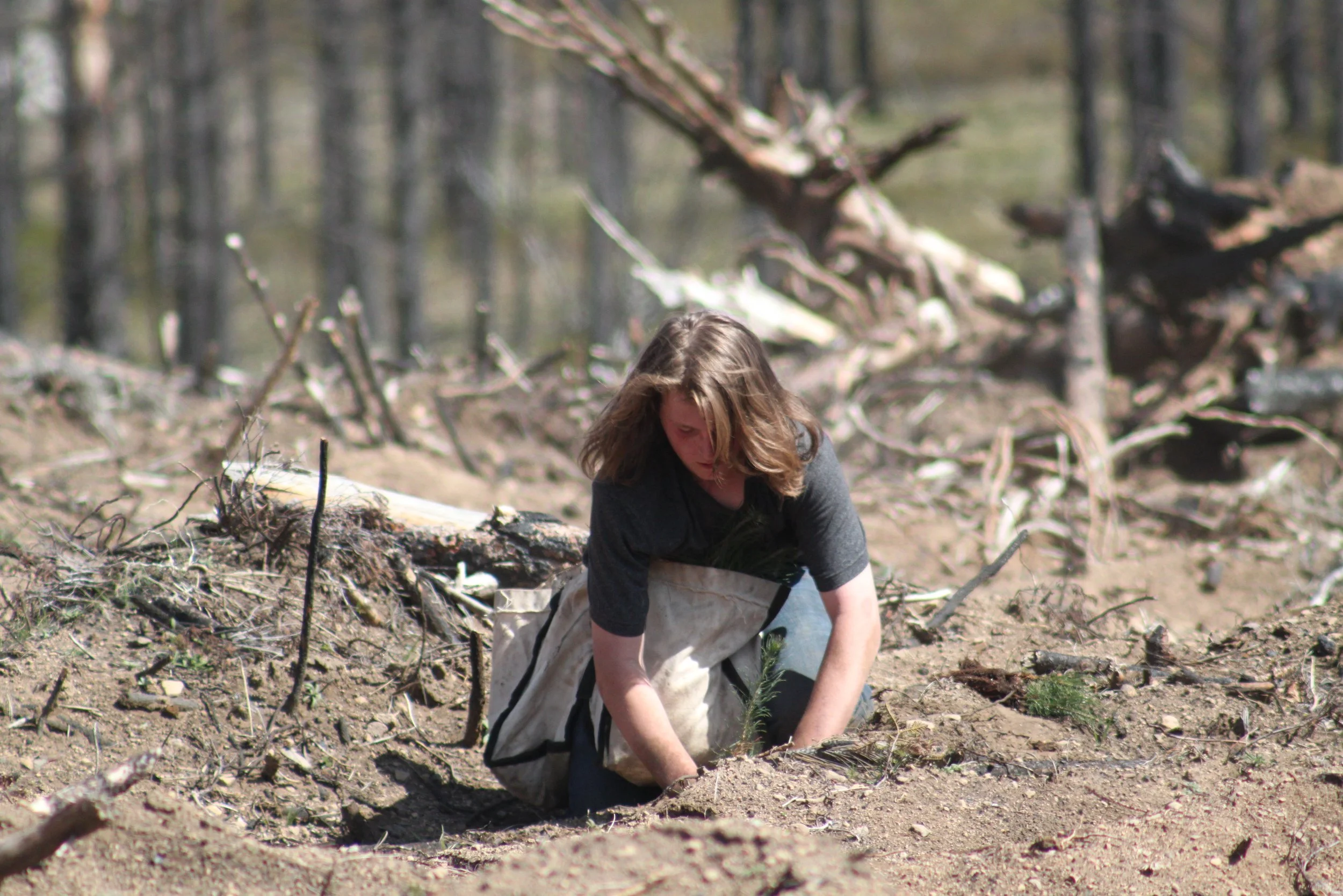 CANCELLED: Tree Planting Volunteer Day: Rim Fire Footprint — Tuolumne ...