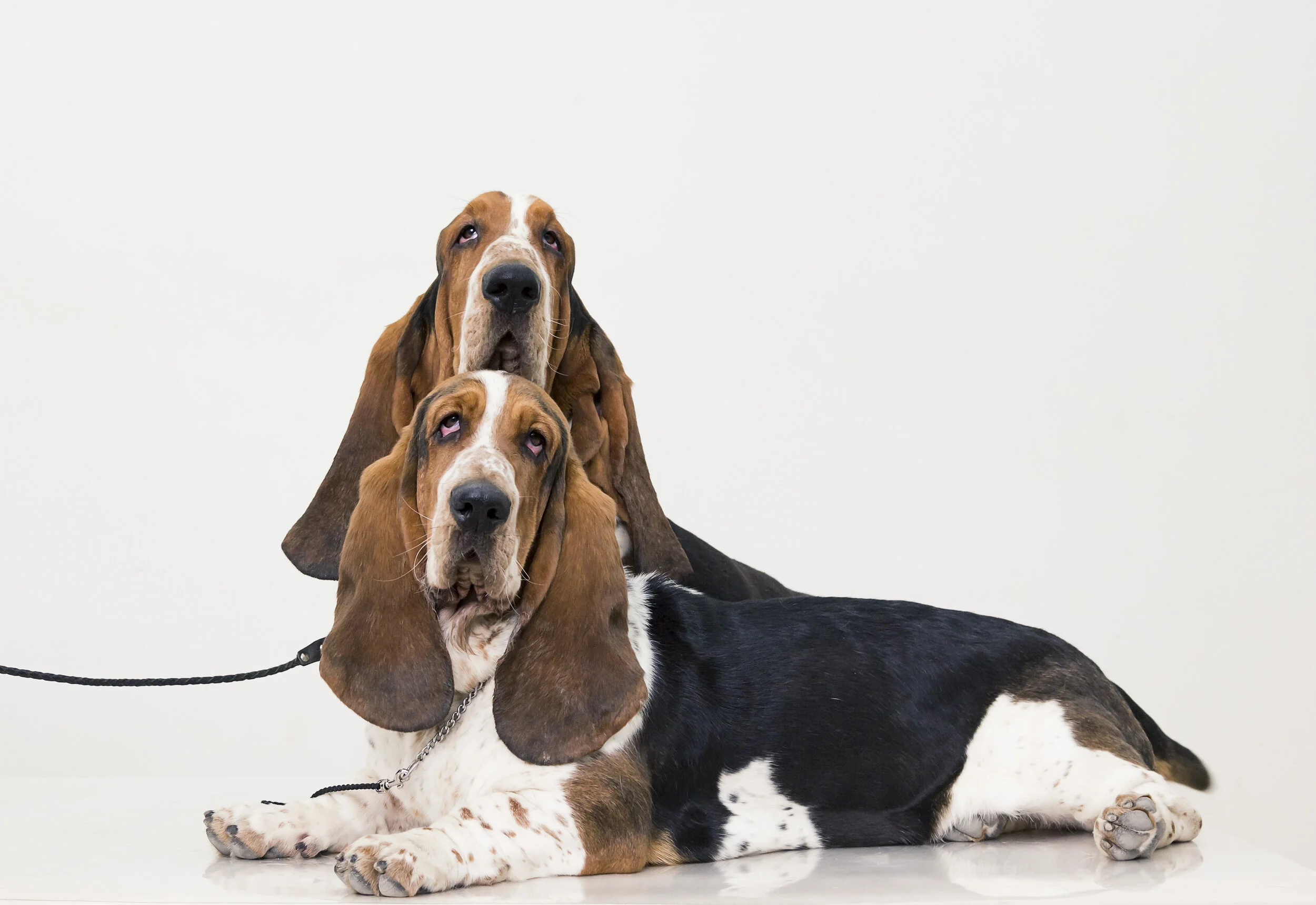 Basset Hound Breed Information — Backyard Bassets