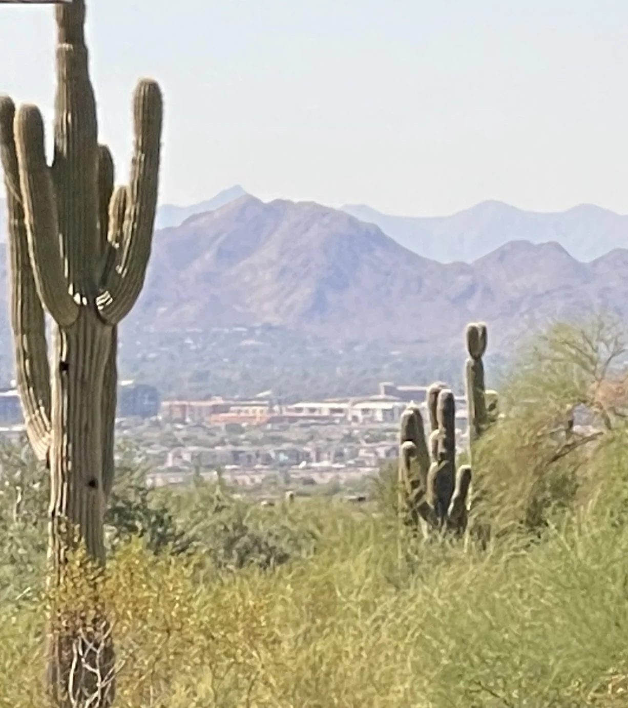 Scottsdale Luxury Real Estate Agent - Patricia Garrity