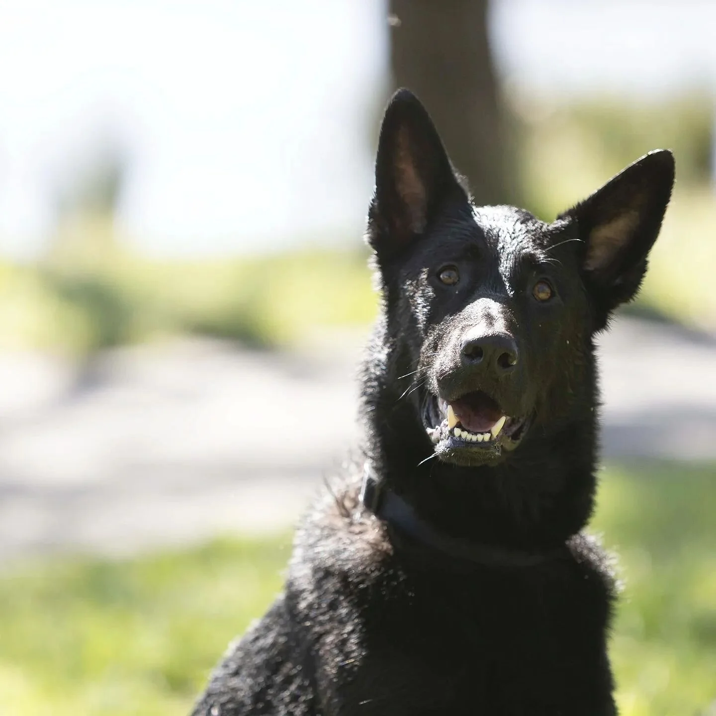 Rascals Treats - Australian Dog Treats