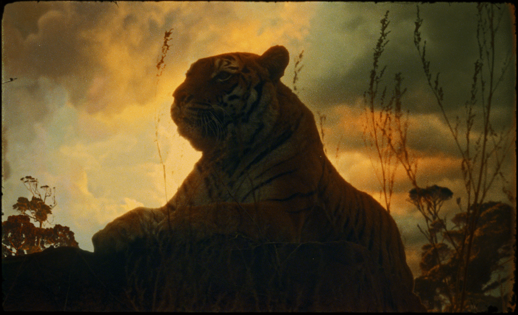 “The Tyger” by Walter Stoehr — Beyond the Short