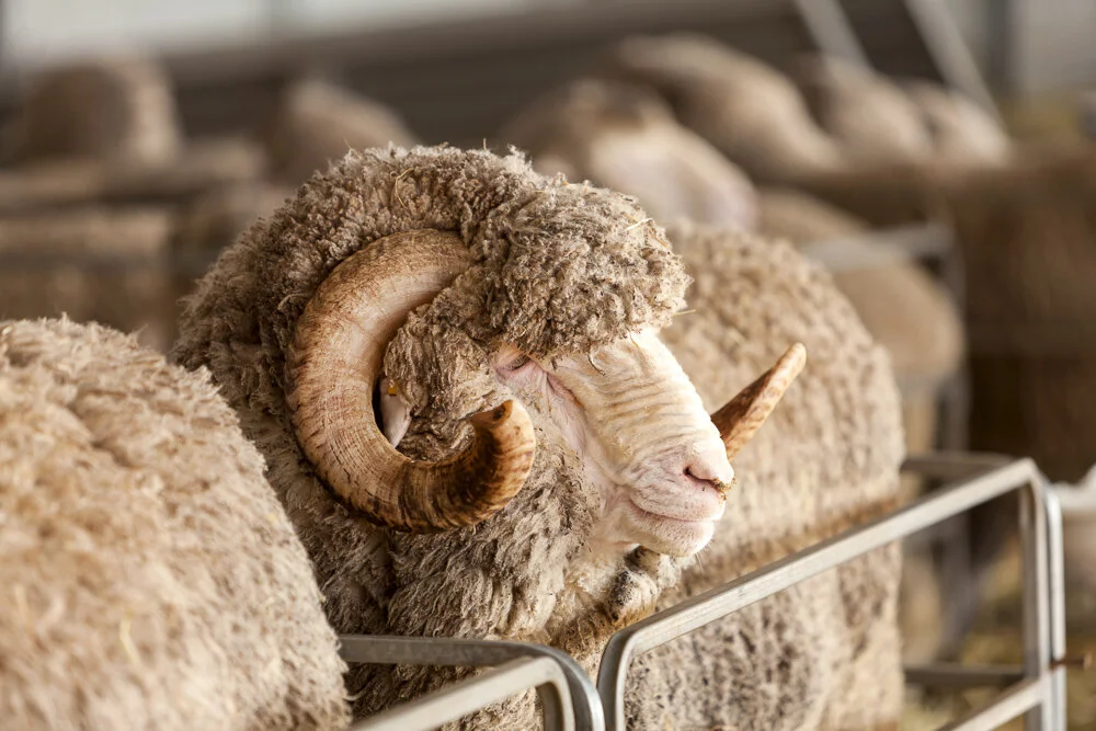 State Ewe Hogget Competition — Newdegate Machinery Field Days