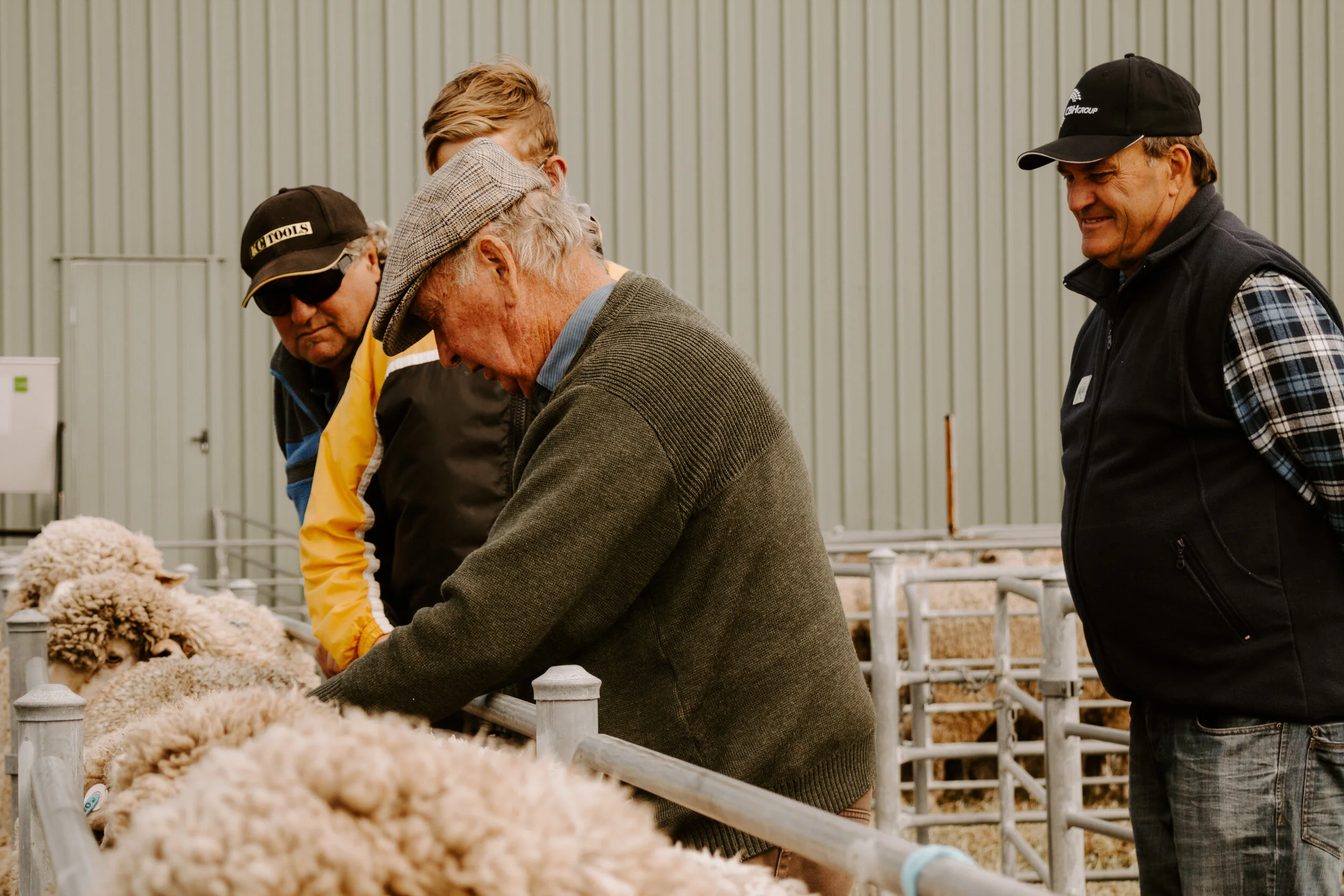 State Ewe Hogget Competition — Newdegate Machinery Field Days