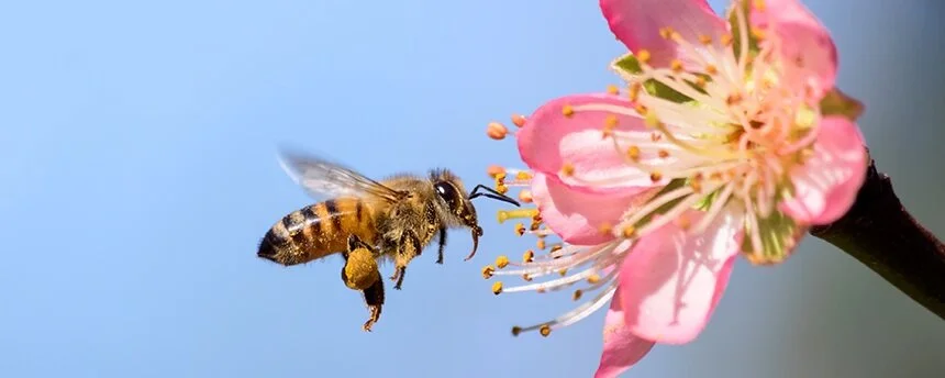 Apitherapy — THE SOURCE otways