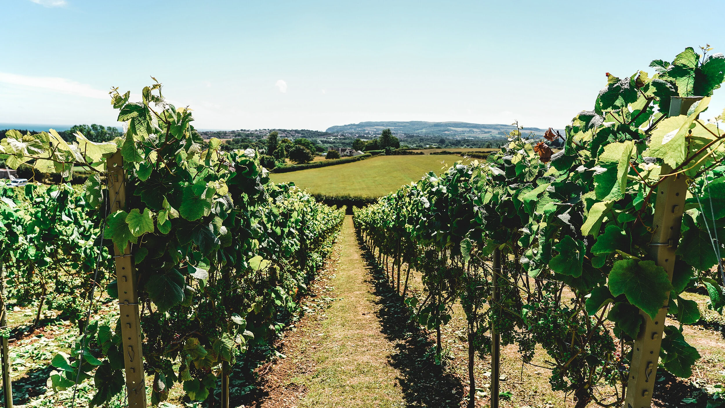Tech Stuff — Adgestone Vineyard