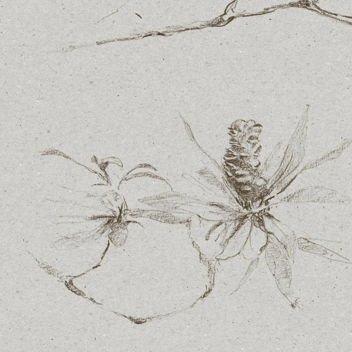 Coastal Banksia Wallpaper — The Design Social Studio