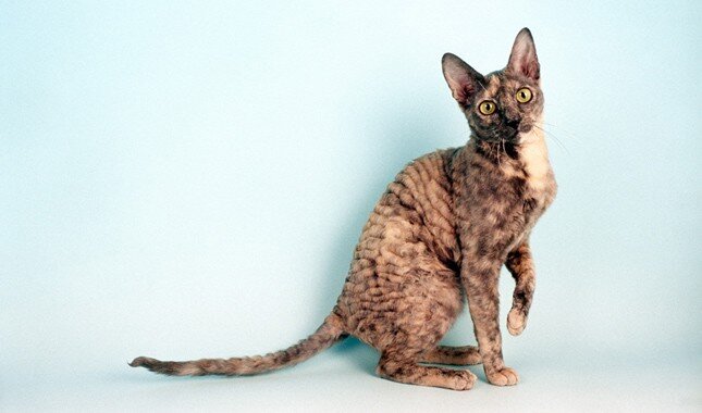 Cornish Rex Breeders — Registered Pets