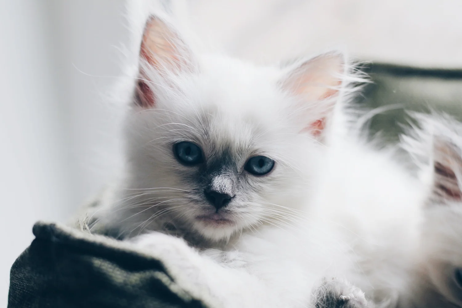 Ragdoll Breeders — Registered Pets