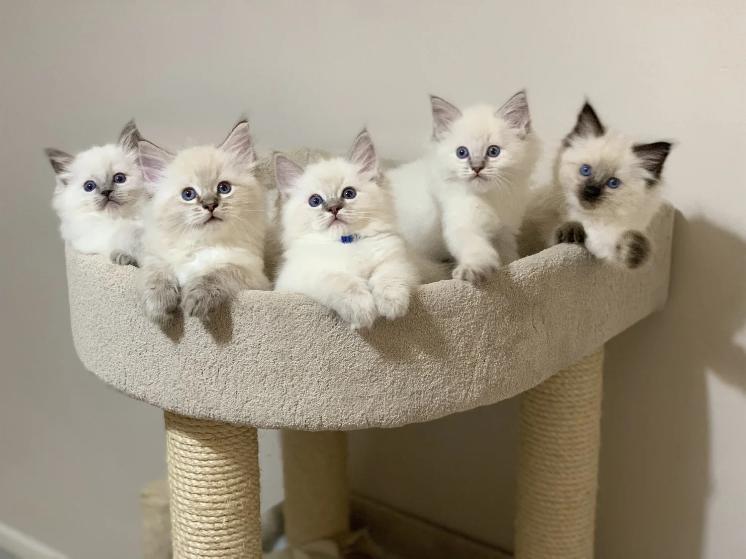 Ragdoll Breeders — Registered Pets