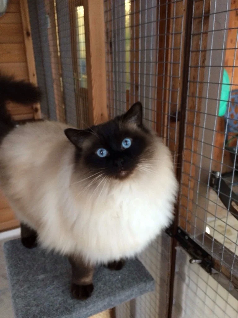Ragdoll Breeders — Registered Pets