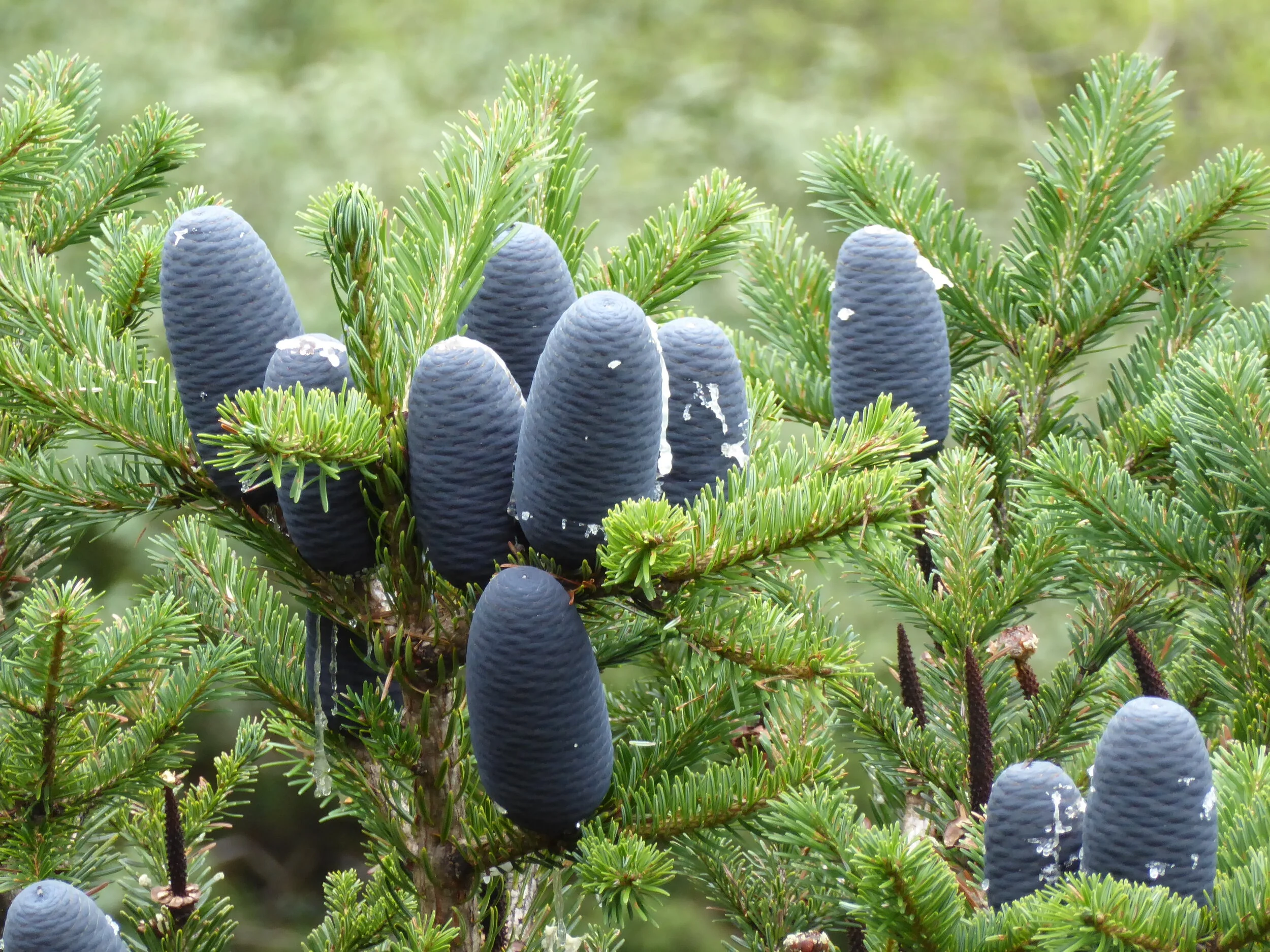 Himalayan Climate & Science Institute