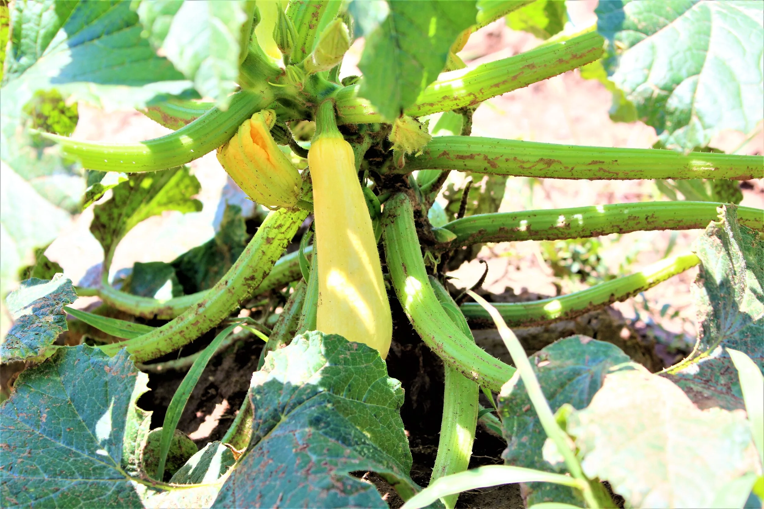 Quanah Community Garden — Quanah Texas